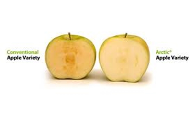 First Commercial Crop of GMO Arctic Apples About to Hit Market | The ...